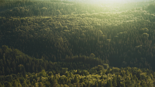 View Of Woods